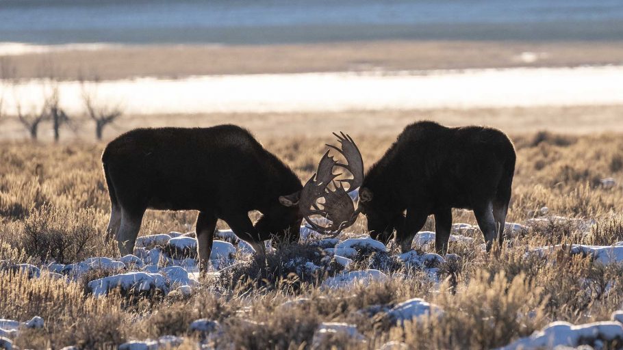 Moose Encounters in Grand Teton National Park - Latham Jenkins