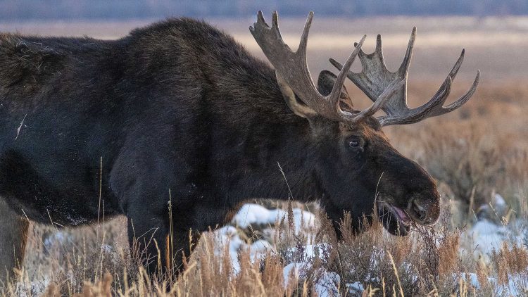 Moose Encounters in Grand Teton National Park - Latham Jenkins