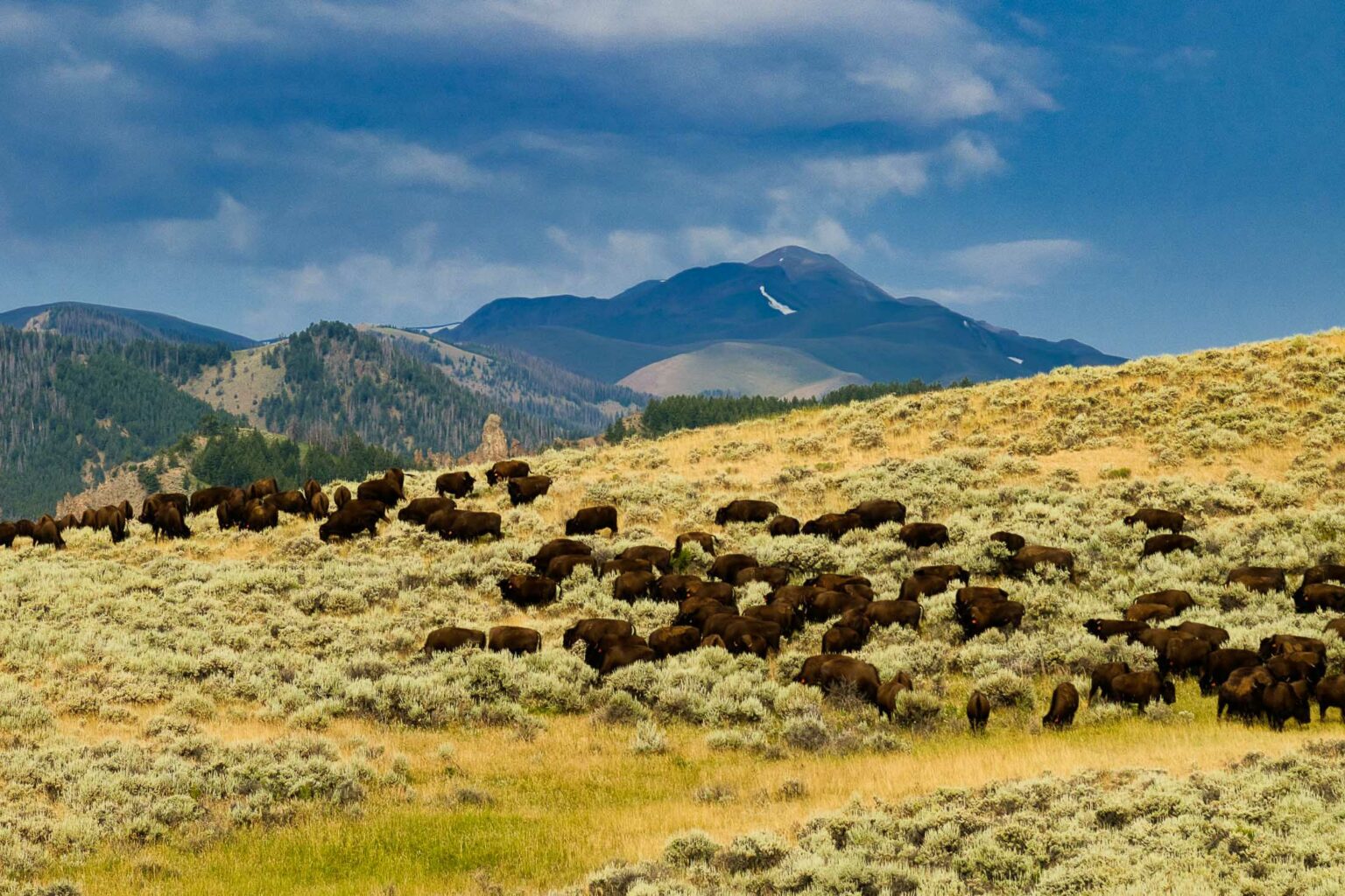 Elk Rut at the Bar-B-Bar Ranches in Jackson Hole, Wyoming